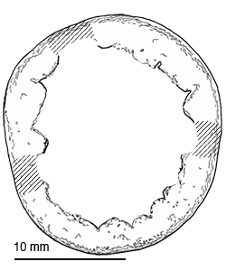 Locular Tissue