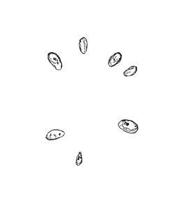 Locular Tissue
