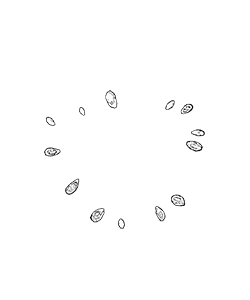 Locular Tissue