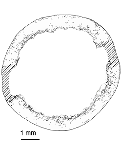 Locular Tissue