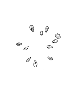 Locular Tissue