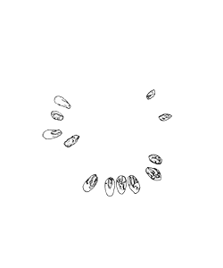 Locular Tissue