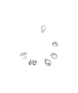 Locular Tissue