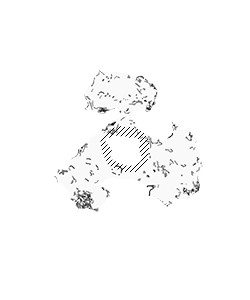 Locular Tissue