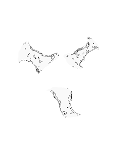 Locular Tissue